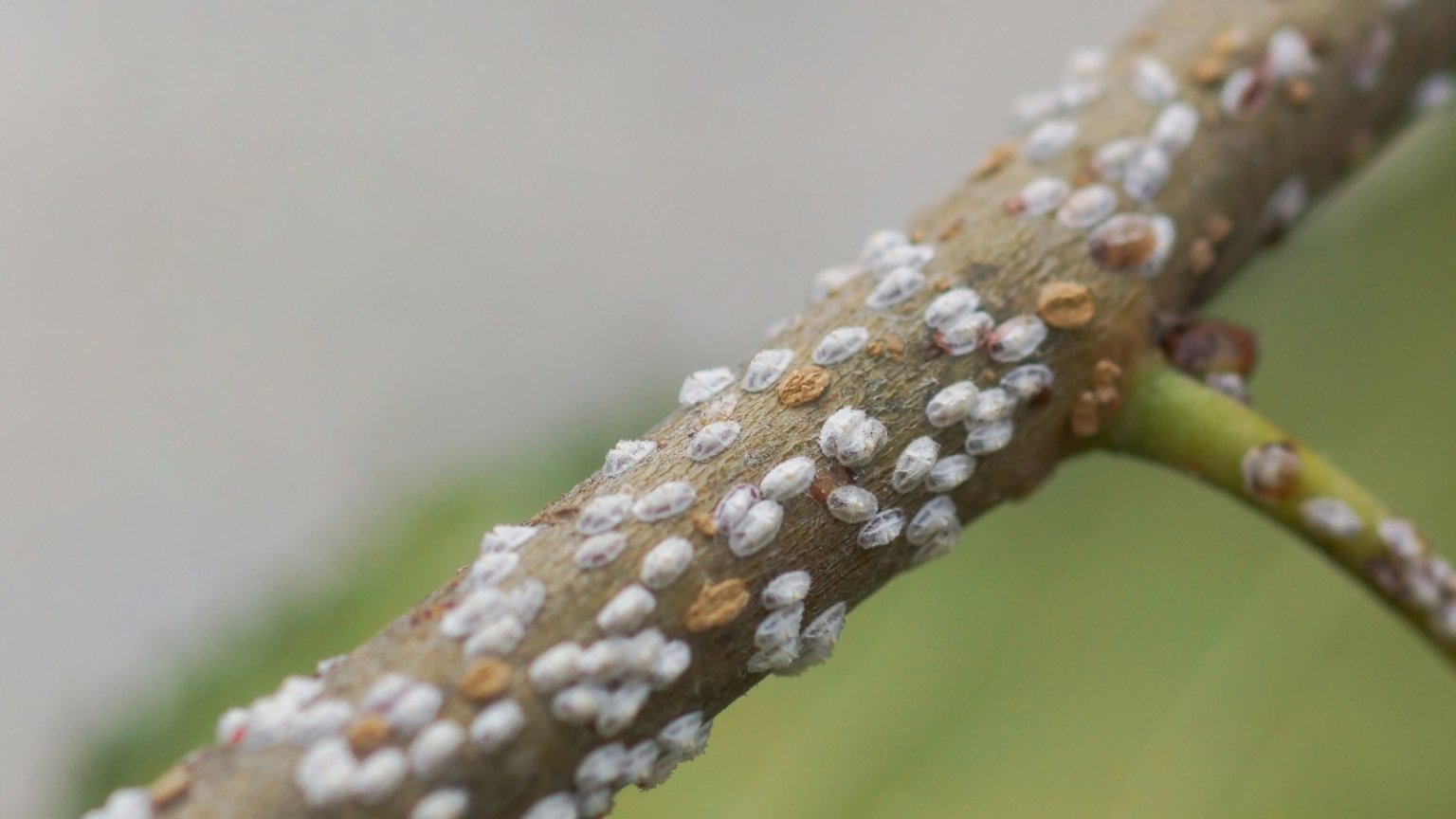 How to Control and Prevent Scale Insects