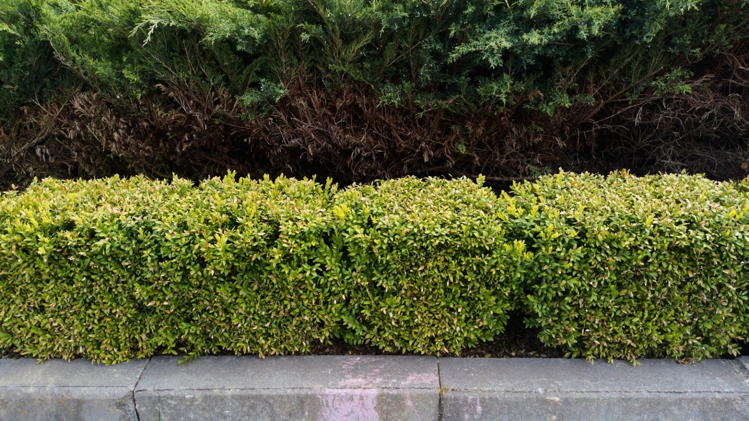 Common Hedge Problems and How To Treat Them - Epic Gardening