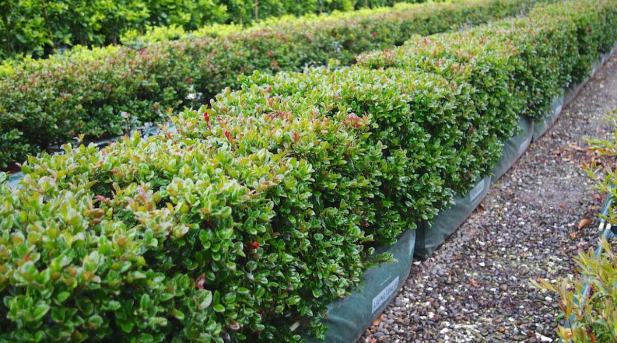 Common Hedge Problems and How To Treat Them - Epic Gardening
