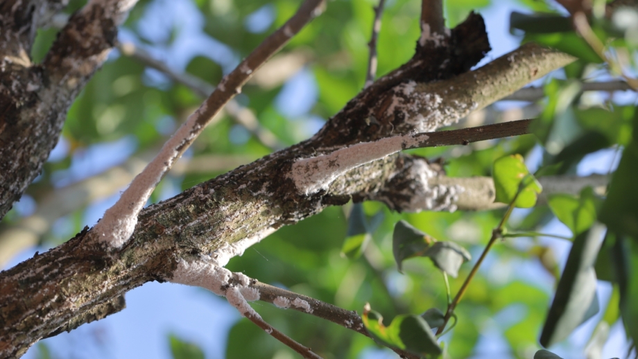 How to Control and Prevent Scale Insects
