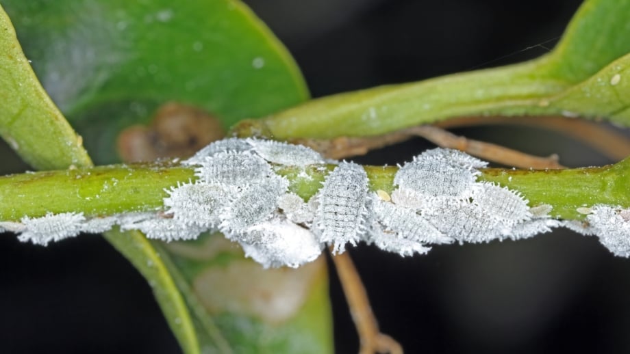 How to Control and Prevent Scale Insects