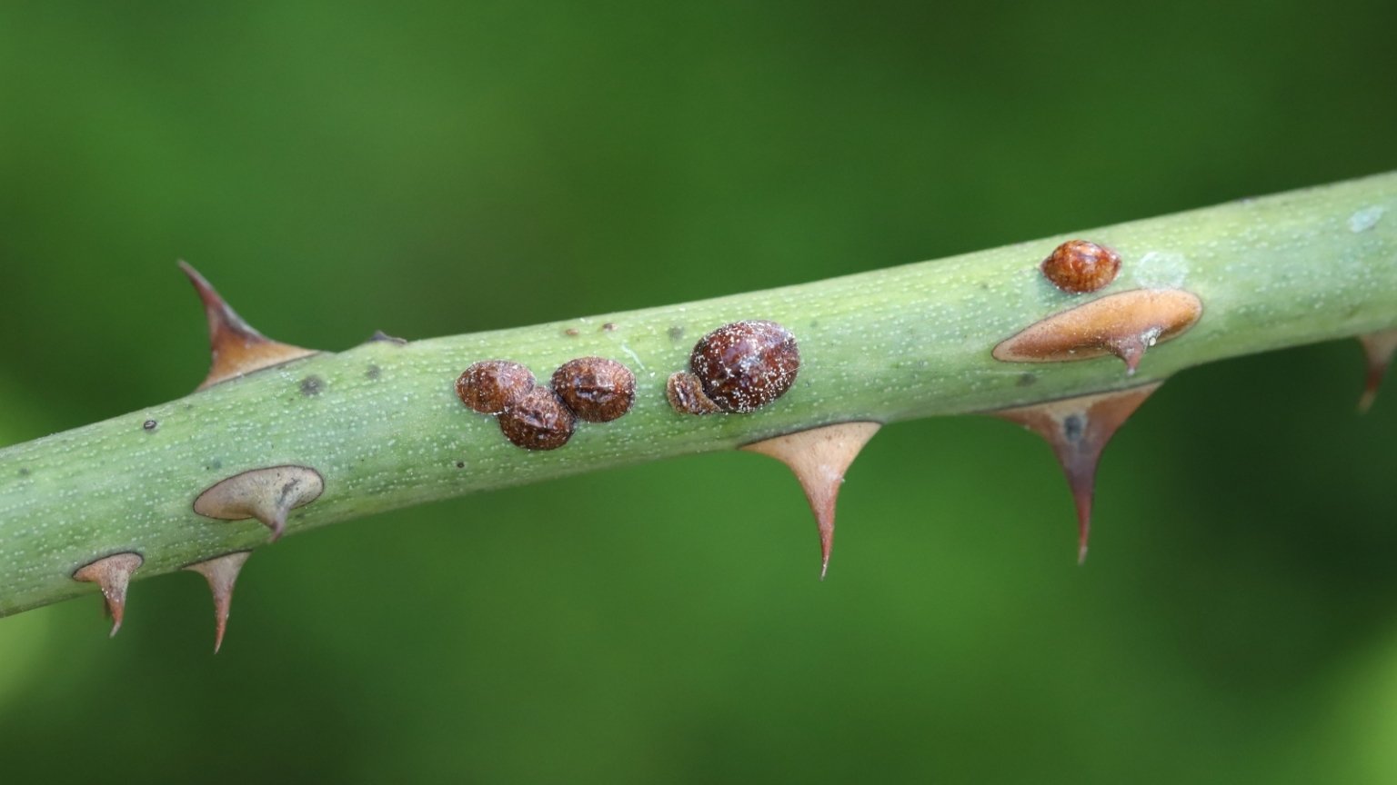 How to Control and Prevent Scale Insects