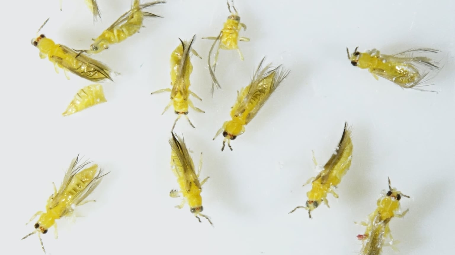 How to Control and Prevent Thrips
