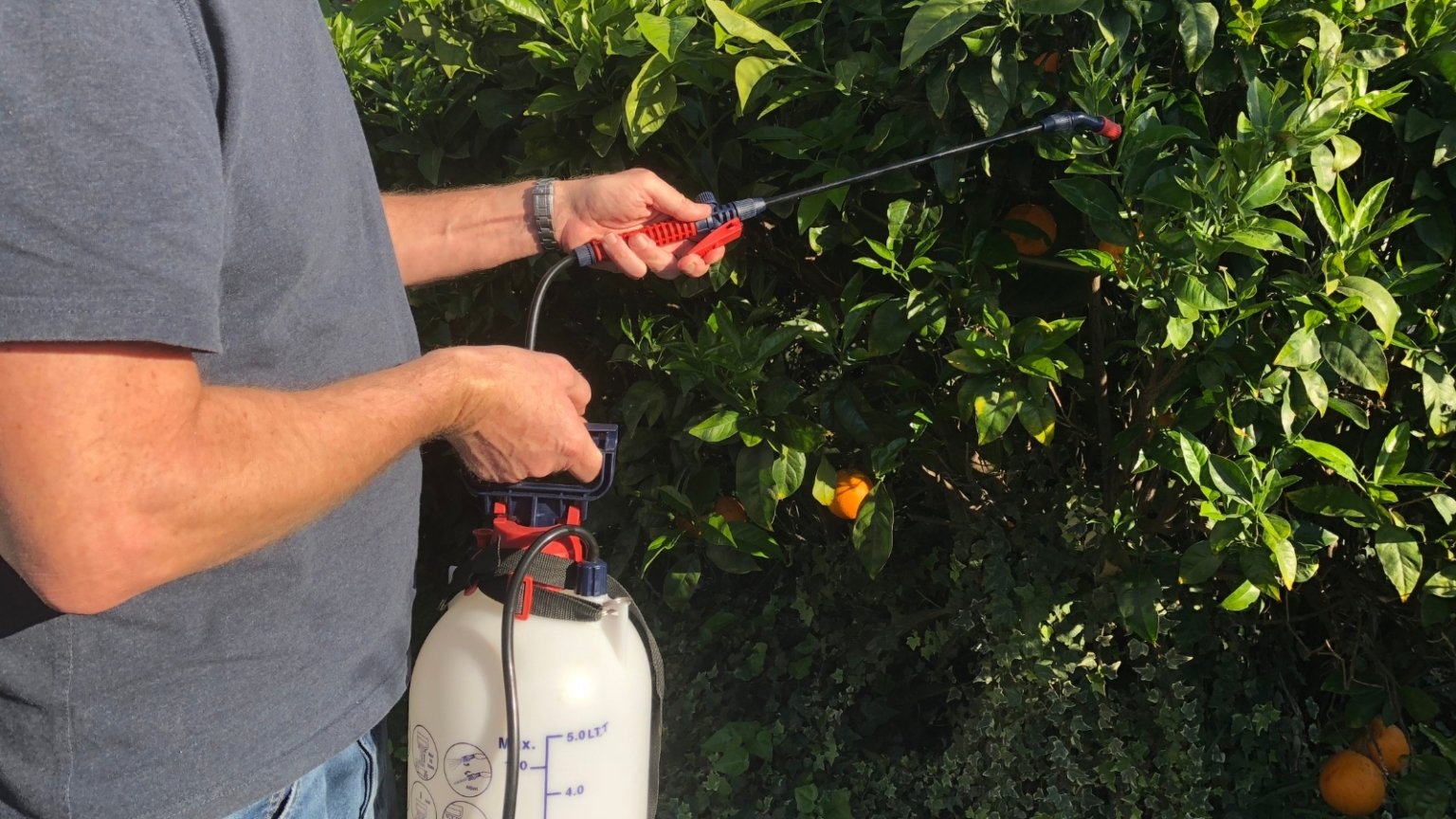 How to Control and Prevent Scale Insects