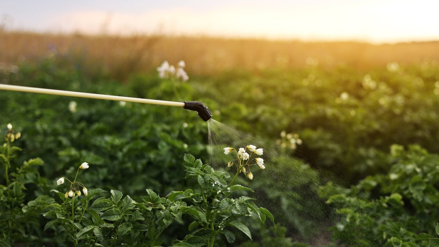 How to Control and Prevent Scale Insects