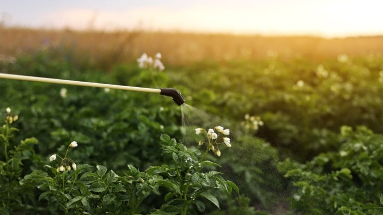 How to Control and Prevent Scale Insects