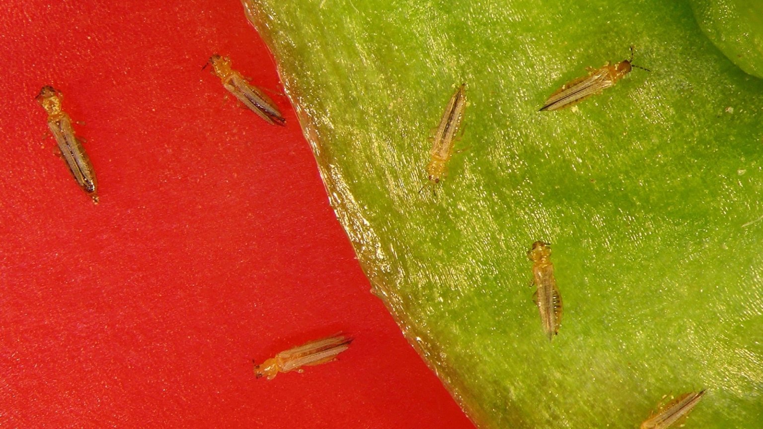 How to Control and Prevent Thrips