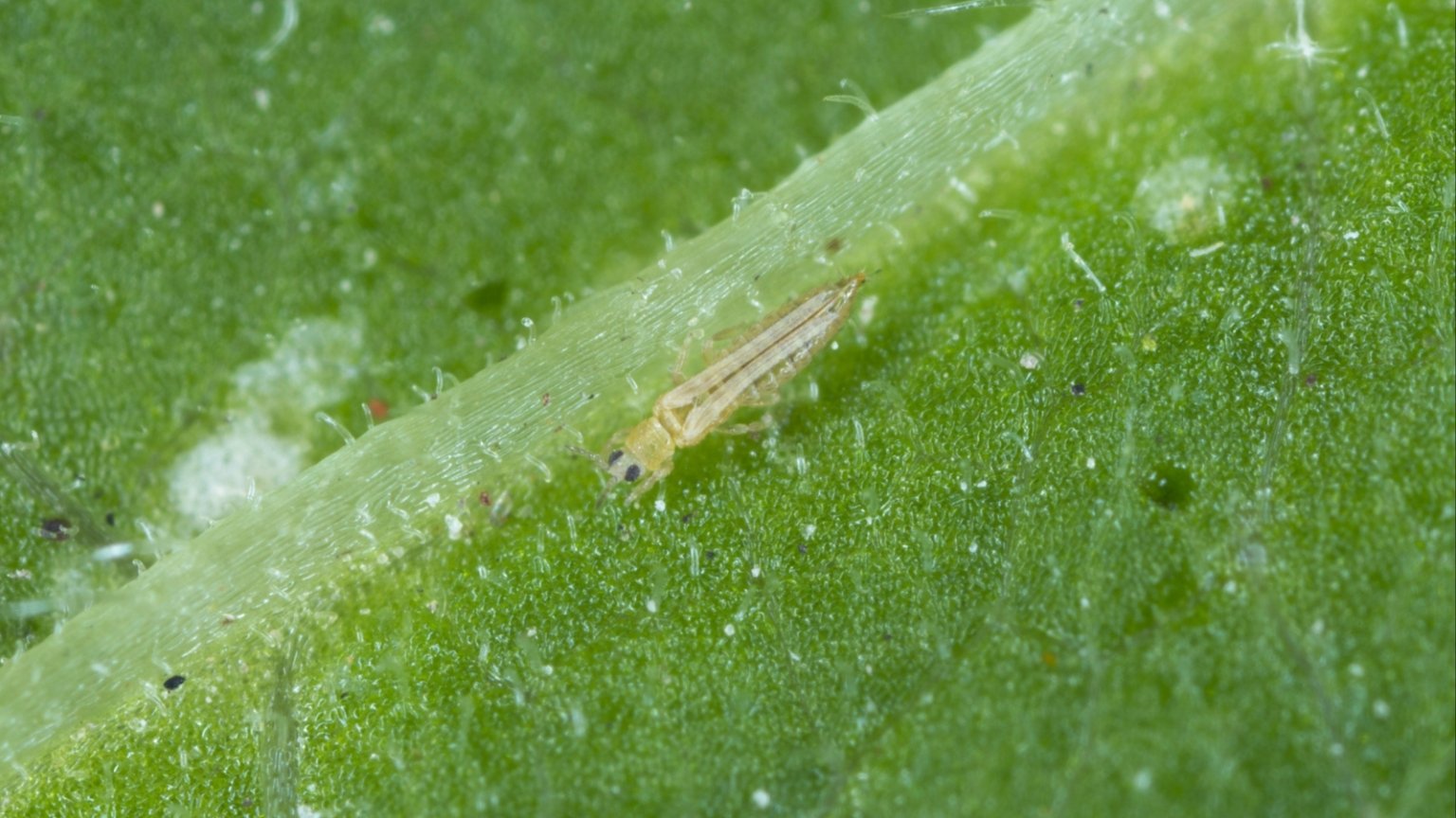 How to Control and Prevent Thrips