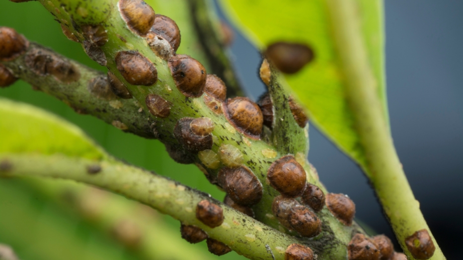 How to Control and Prevent Scale Insects