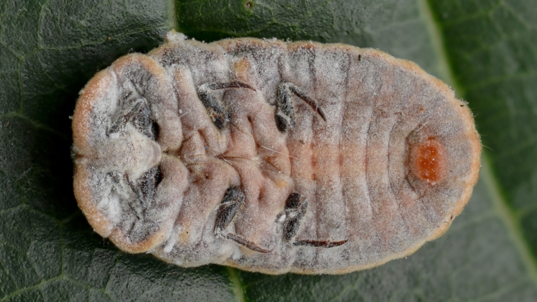 How to Control and Prevent Scale Insects