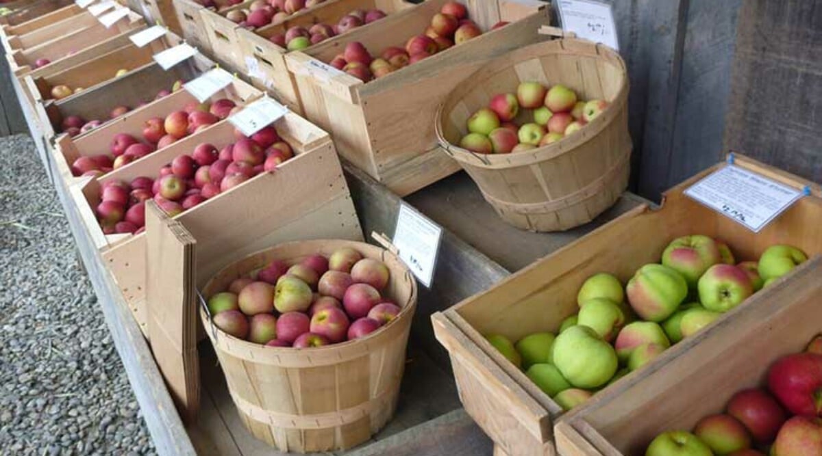 How to Pick and Store Apples For The Winter