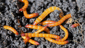 How to Identify and Control Wireworms