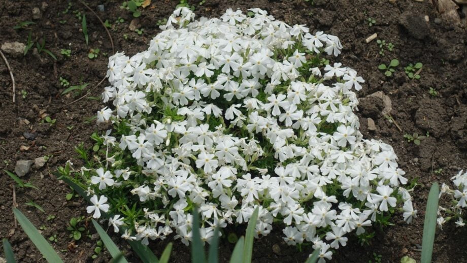 How to Plant, Grow, and Care for Creeping Phlox