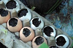 Peat Pots: Biodegradable Planters For Your Garden - Epic Gardening