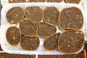 Peat Pots: Biodegradable Planters For Your Garden - Epic Gardening