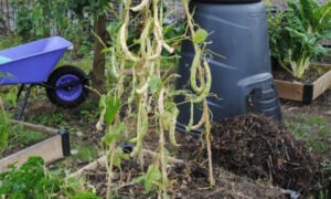 How To Grow Beans: Ultimate Guide For Success - Epic Gardening