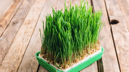 How to Grow Wheatgrass Microgreens in 6 Easy Steps