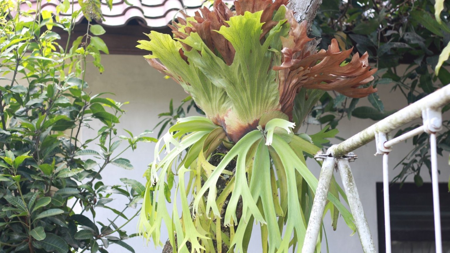 How to Plant, Grow, and Care for Staghorn Fern
