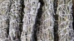 How to Plant, Grow, and Care for White Sage