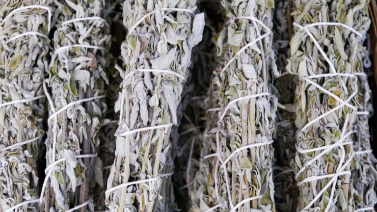 How to Plant, Grow, and Care for White Sage