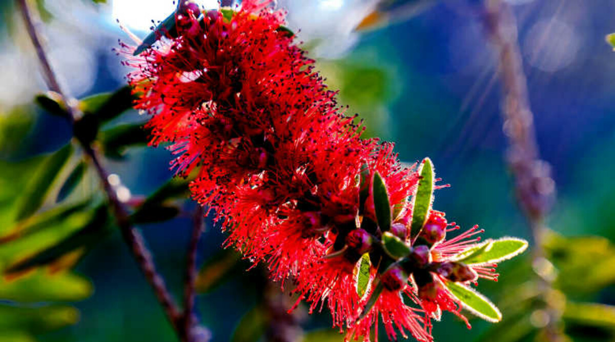 How to Plant, Grow, and Care for Bottlebrush