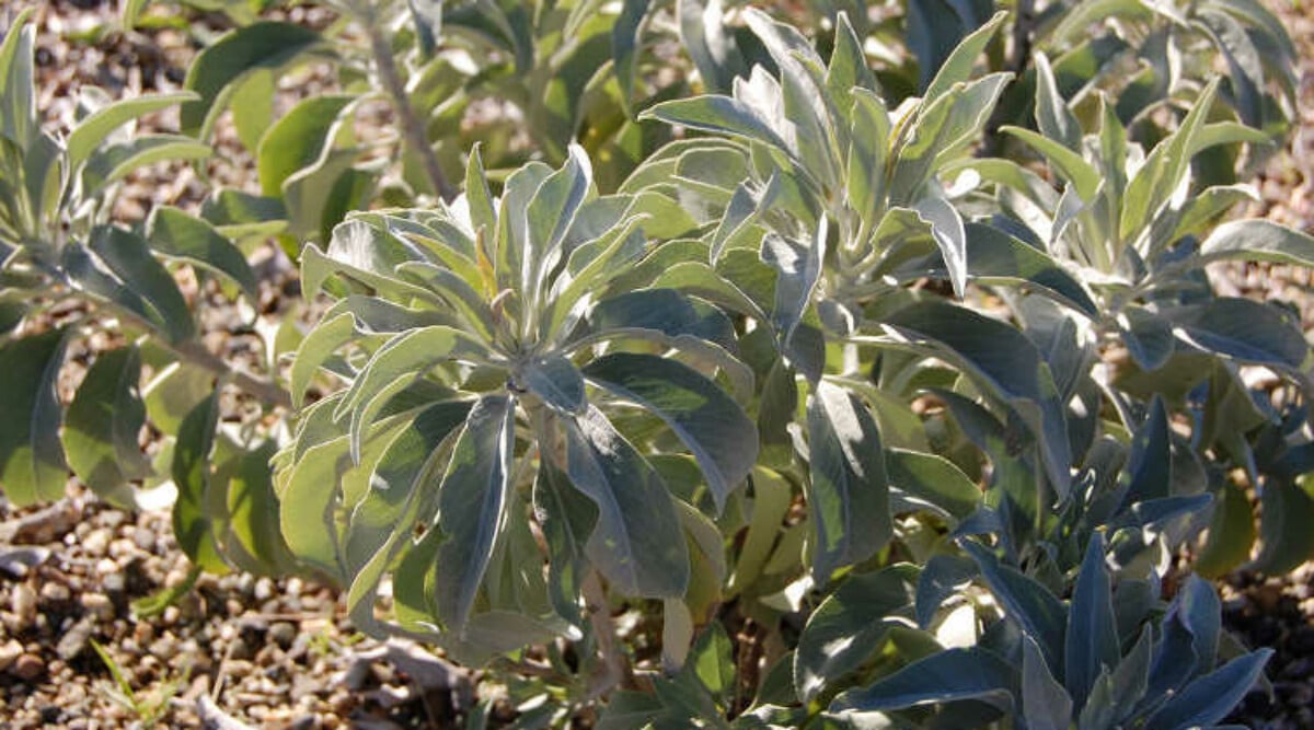 White Sage Plant: Growing Guide, Smudging, and Seeds - Epic Gardening