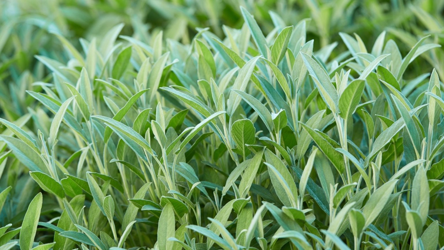 How to Plant, Grow, and Care for White Sage