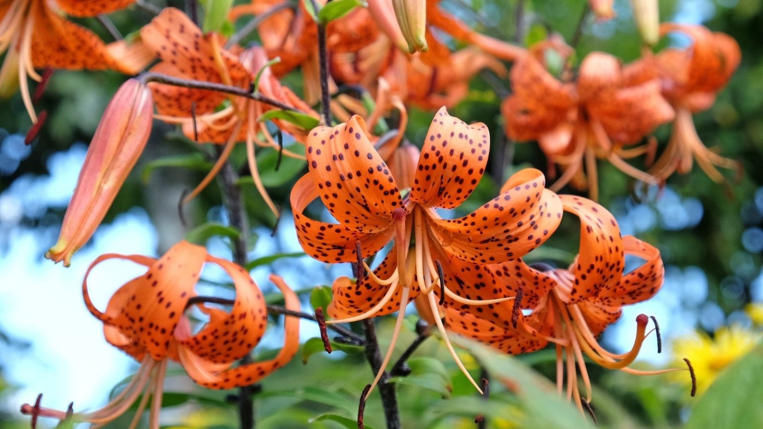 How to Plant, Grow, and Care for Tiger Lily