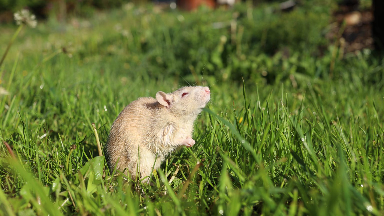 10 Ways to Keep Rats Out of the Garden