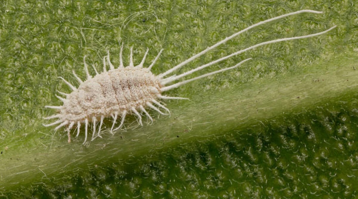 Mealybugs: Getting Rid Of Them Forever - Epic Gardening