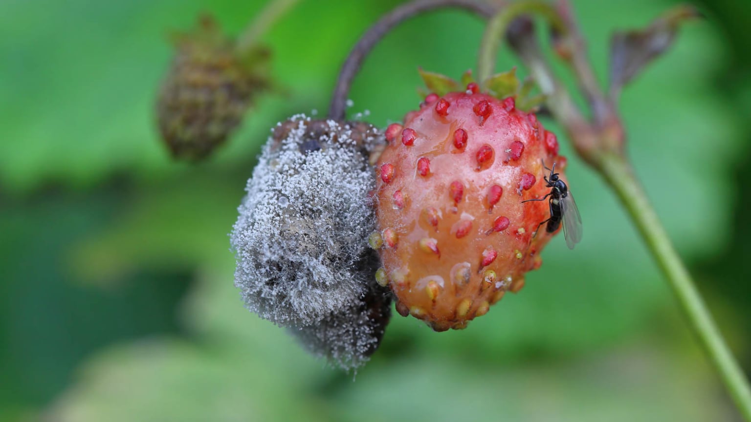 How to Prevent and Treat Botrytis Cinerea