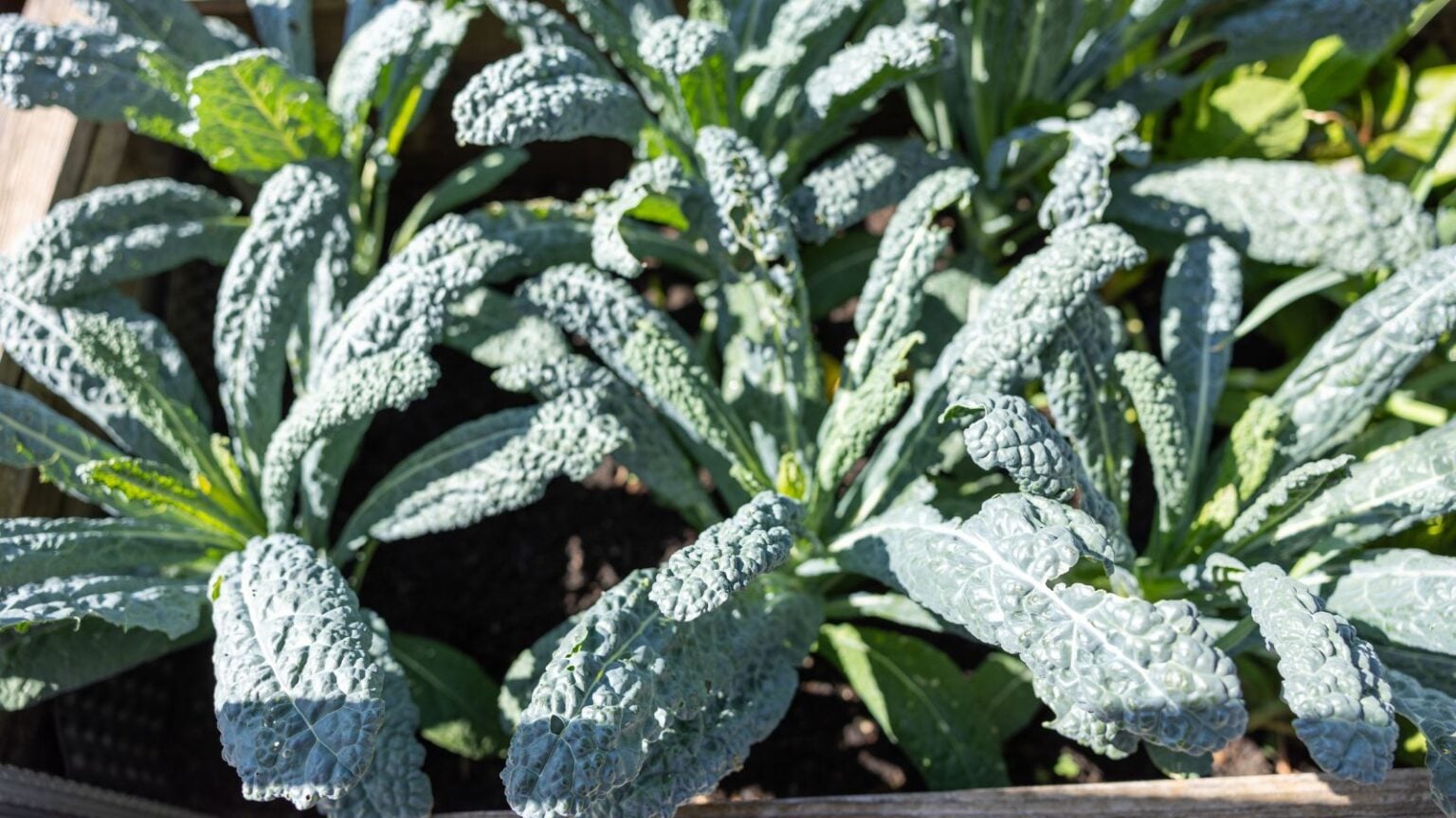 Growing Kale: How To Get Great Greens Harvests - Epic Gardening