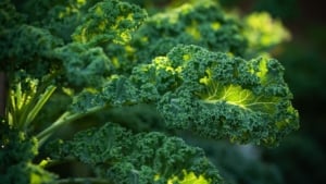 Growing Kale: How To Get Great Greens Harvests - Epic Gardening