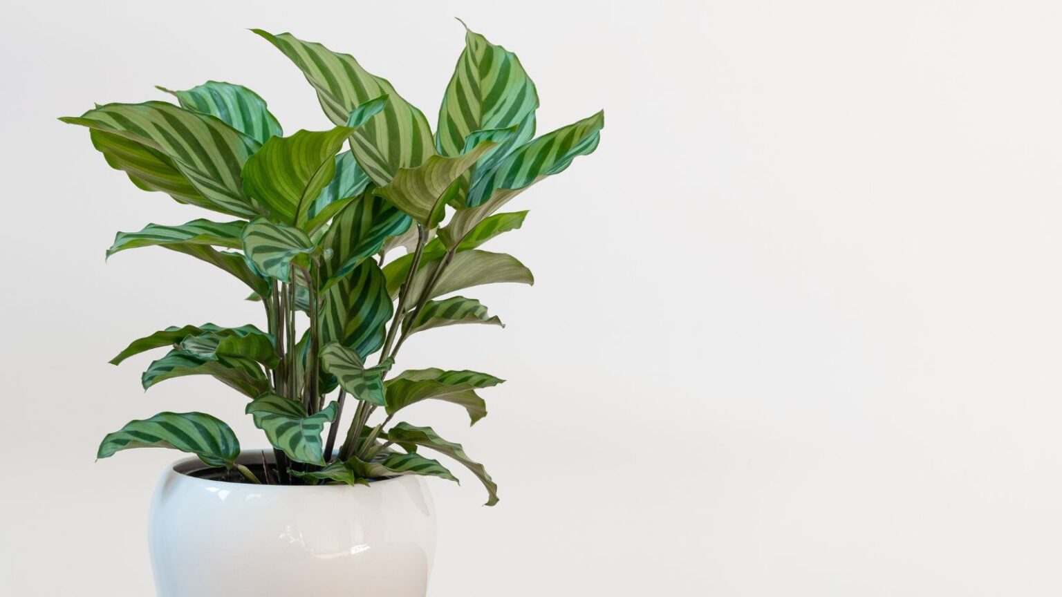 Calathea Care: Calathea Types You Should Be Growing