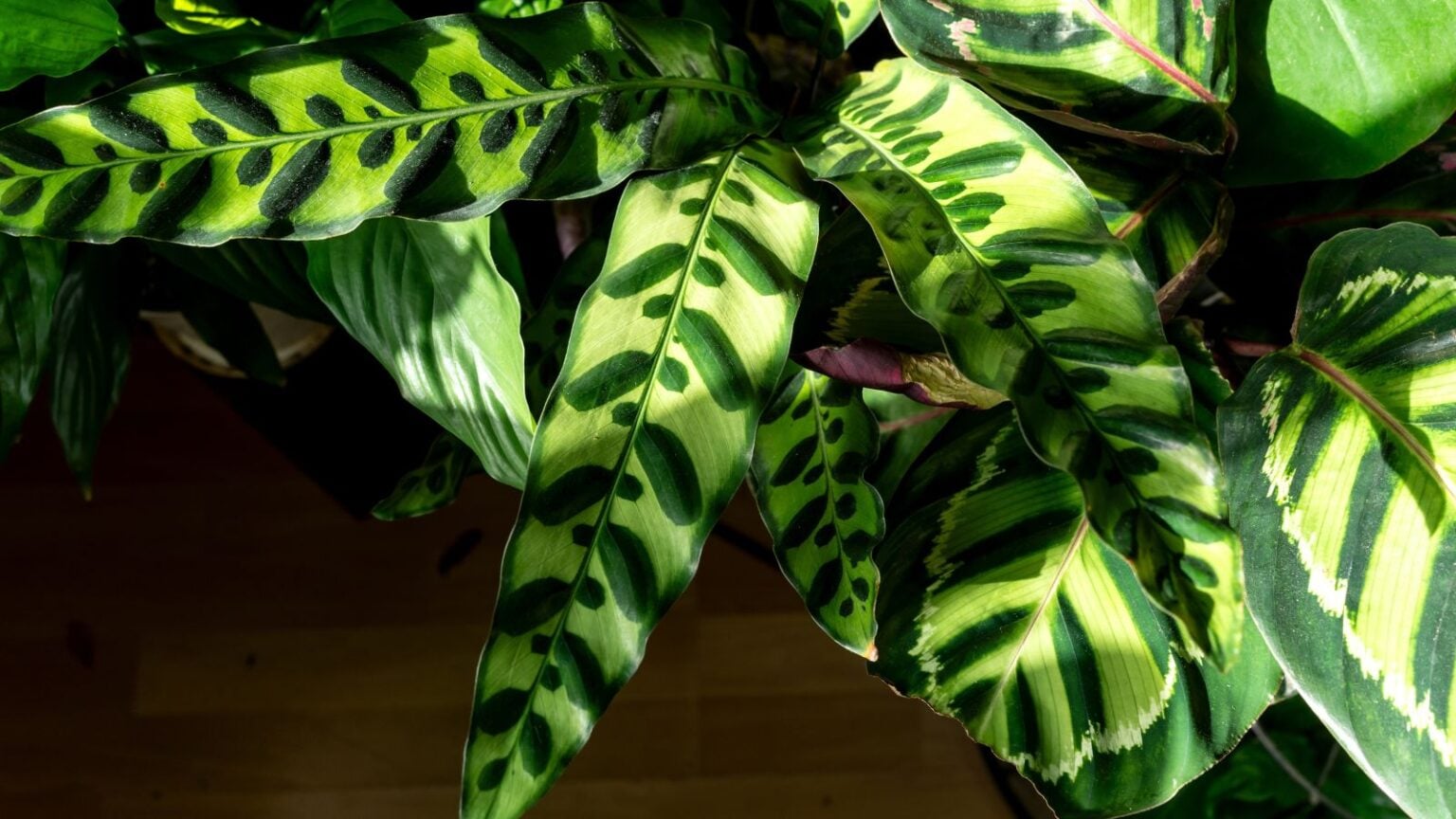Calathea Care: Calathea Types You Should Be Growing