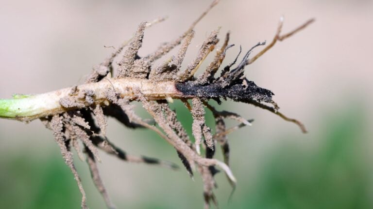 Root Rot: How to Identify, Treat, and Prevent it