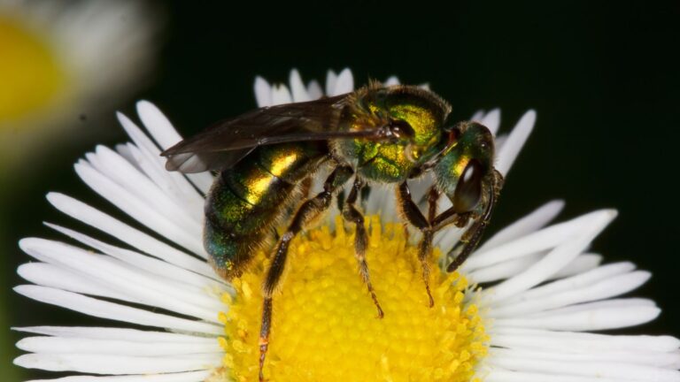 Green Bees: Managing Sweat Bees in the Garden