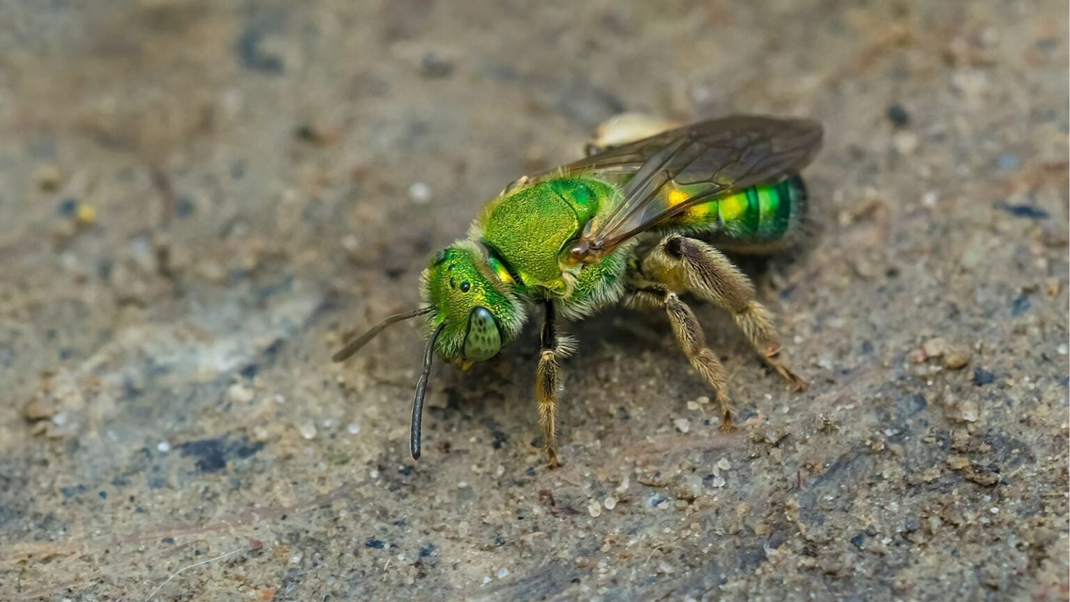 Green Bees: Managing Sweat Bees in the Garden