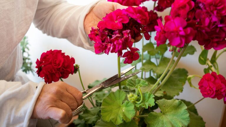 How to Plant, Grow, and Care for Geraniums