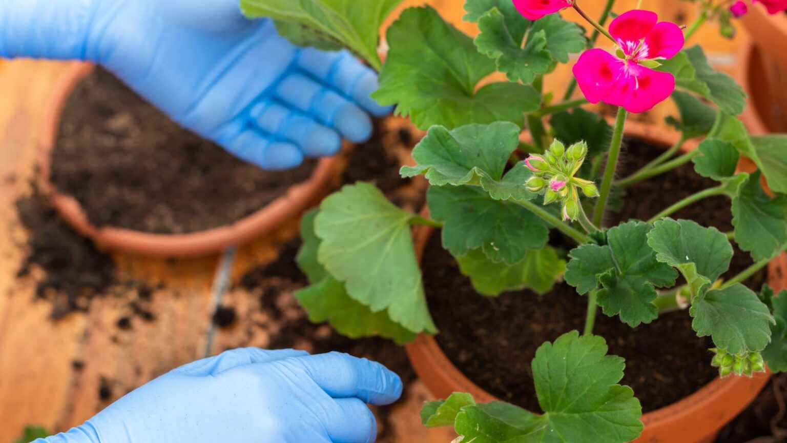 How To Plant Grow And Care For Geraniums