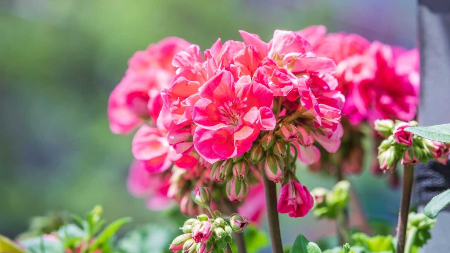 How to Plant, Grow, and Care for Geraniums