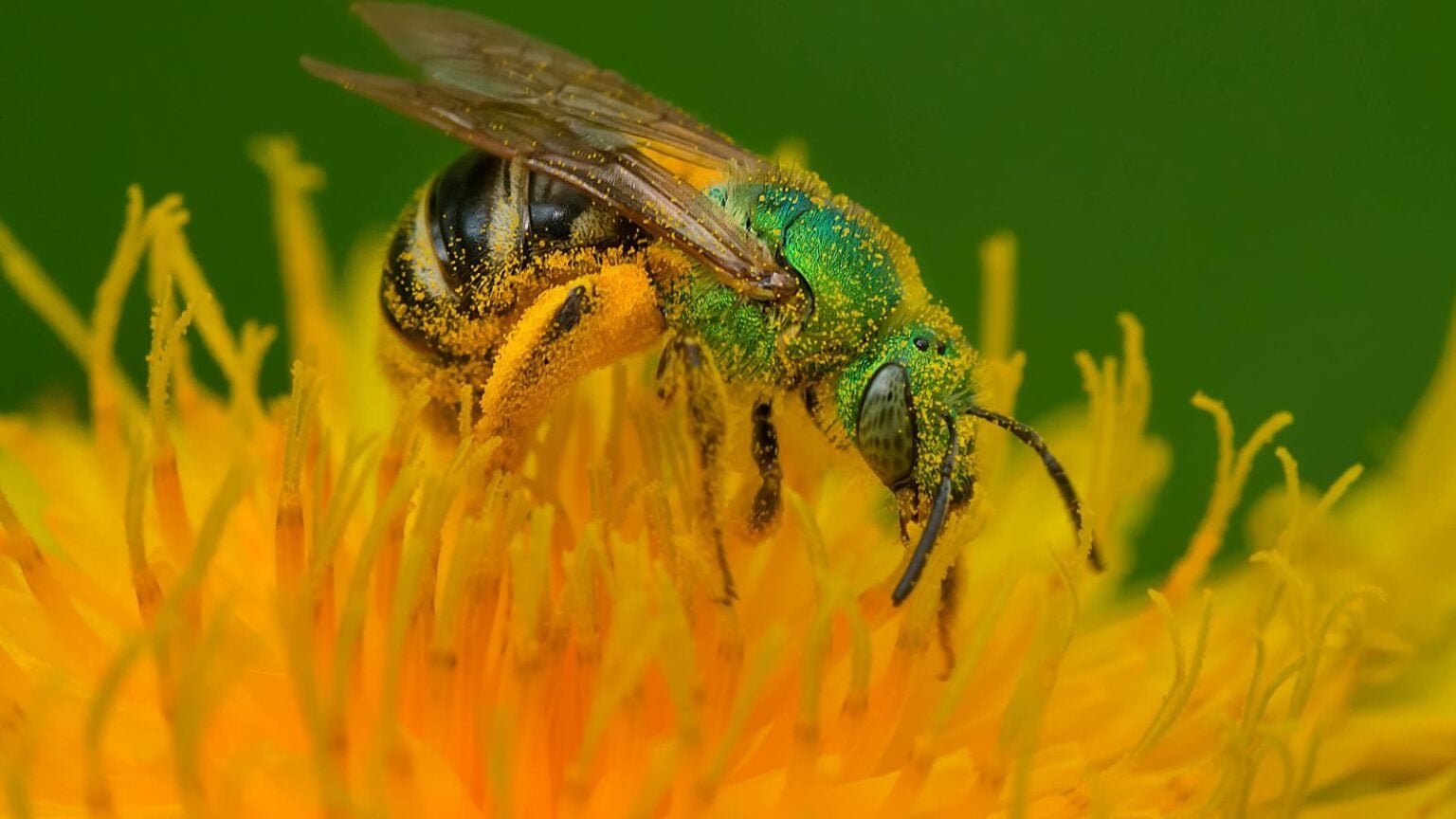 Green Bees: Managing Sweat Bees in the Garden