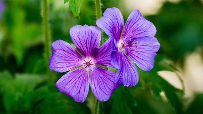 How to Plant, Grow, and Care for Geraniums