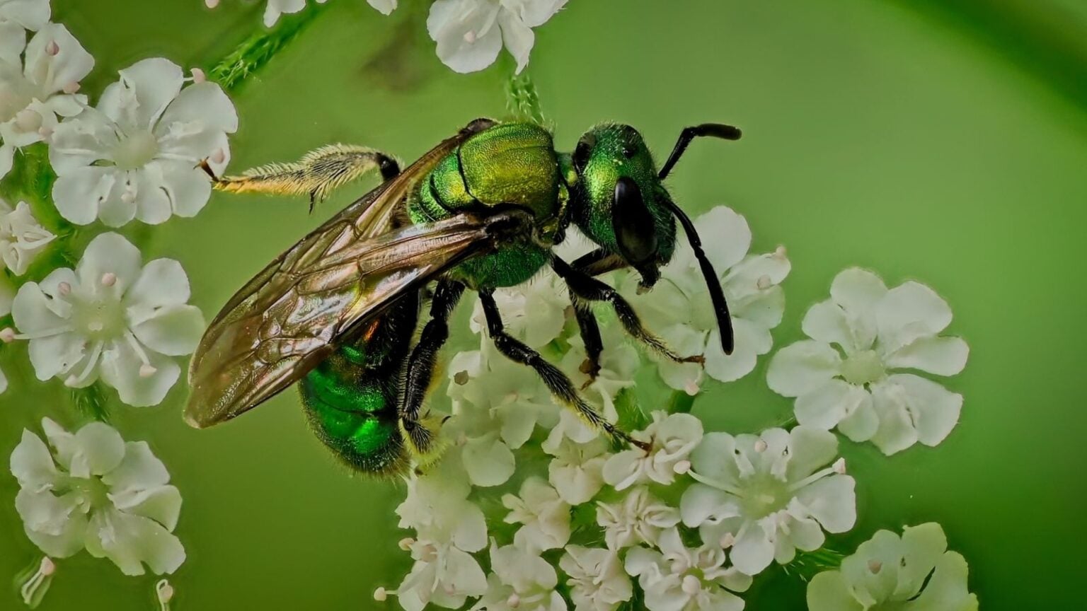 Green Bees: Managing Sweat Bees in the Garden