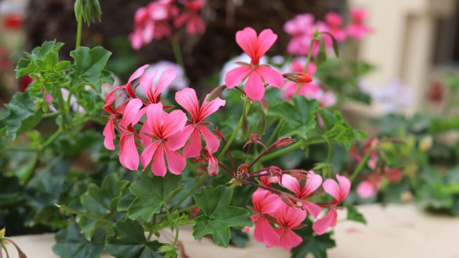 How to Plant, Grow, and Care for Geraniums