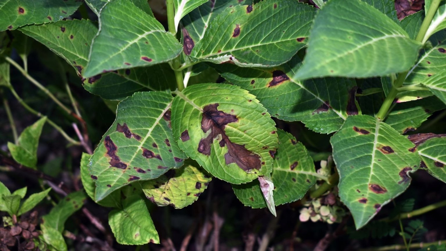 How to Identify, Treat, and Prevent Anthracnose