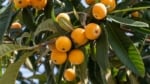 How to Plant, Grow, and Care for a Loquat Tree