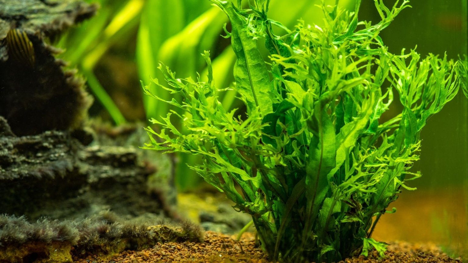 How to Plant, Grow, and Care for Java Fern