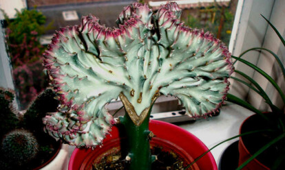 Coral Cactus: Growing The Frankenstein Of The Succulent World - Epic ...