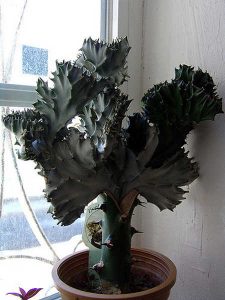 Coral Cactus: Growing The Frankenstein Of The Succulent World - Epic ...